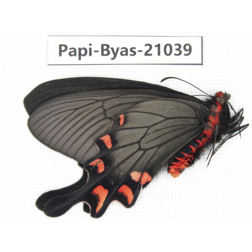 Papi-Byas-21039